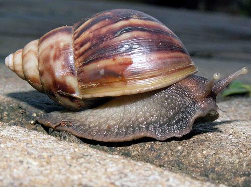 Do not touch the snails, be careful of meningitis, why the deadly large ...