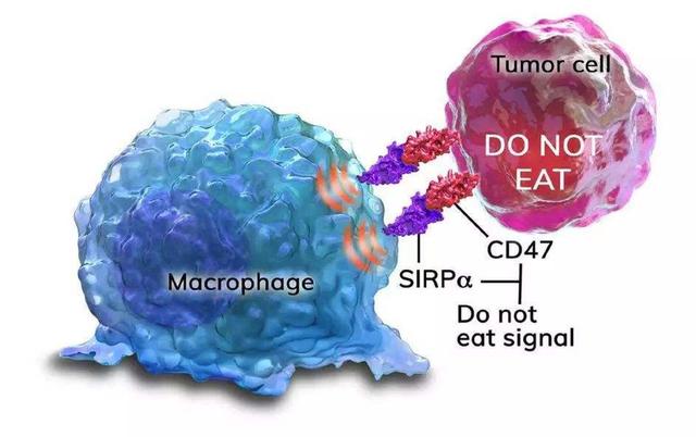 CD47, the next PD-1? - iMedia