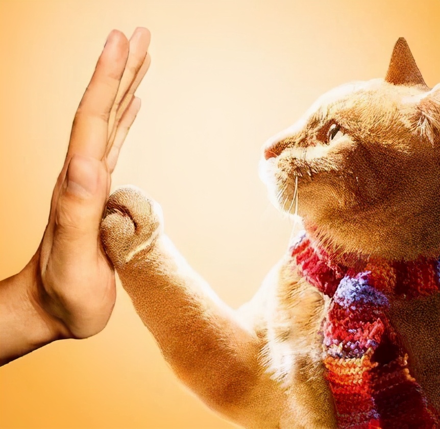 What is the charm of the Chinese Garden Cat?Qian Zhongshu fights for ...