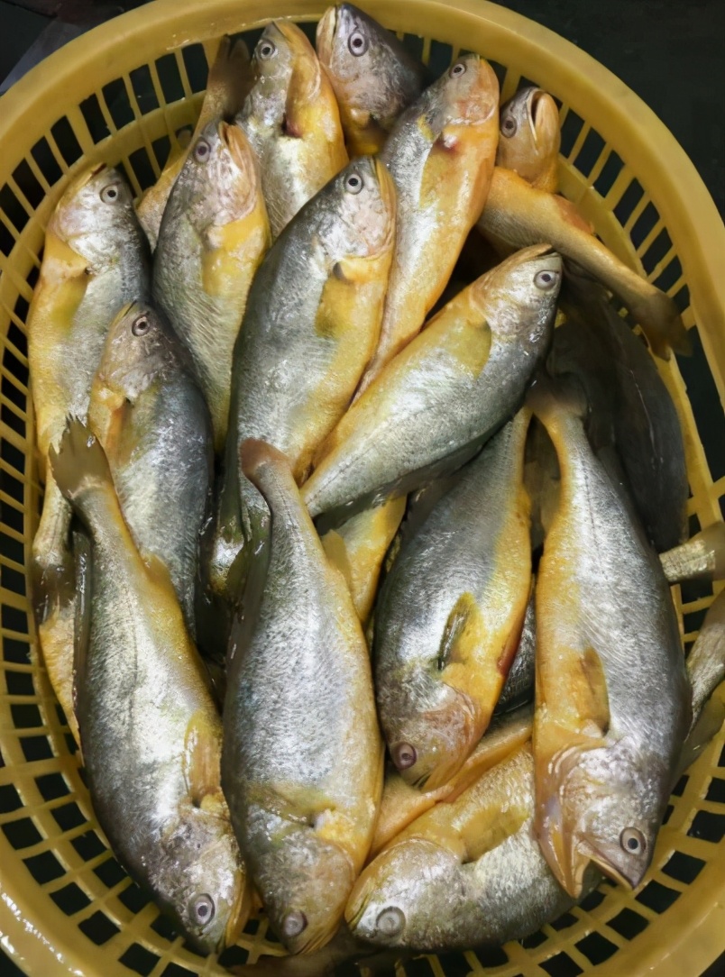 Eat fish in hot weather, the insiders choose these 4 kinds of sea fish ...