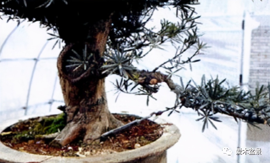 A Luo Han Song's initiality - iNEWS