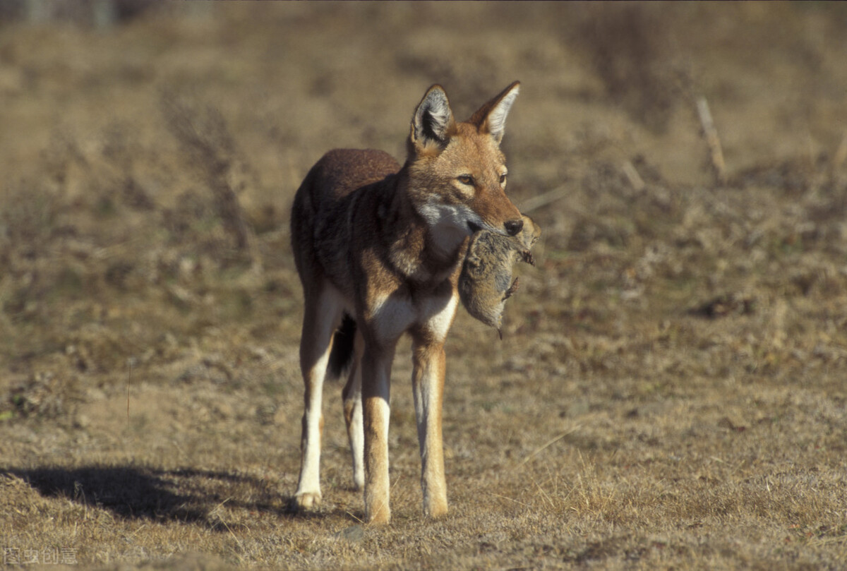 Life is suffering!Wolves eat meat, but Ethiopian wolves are reduced to ...