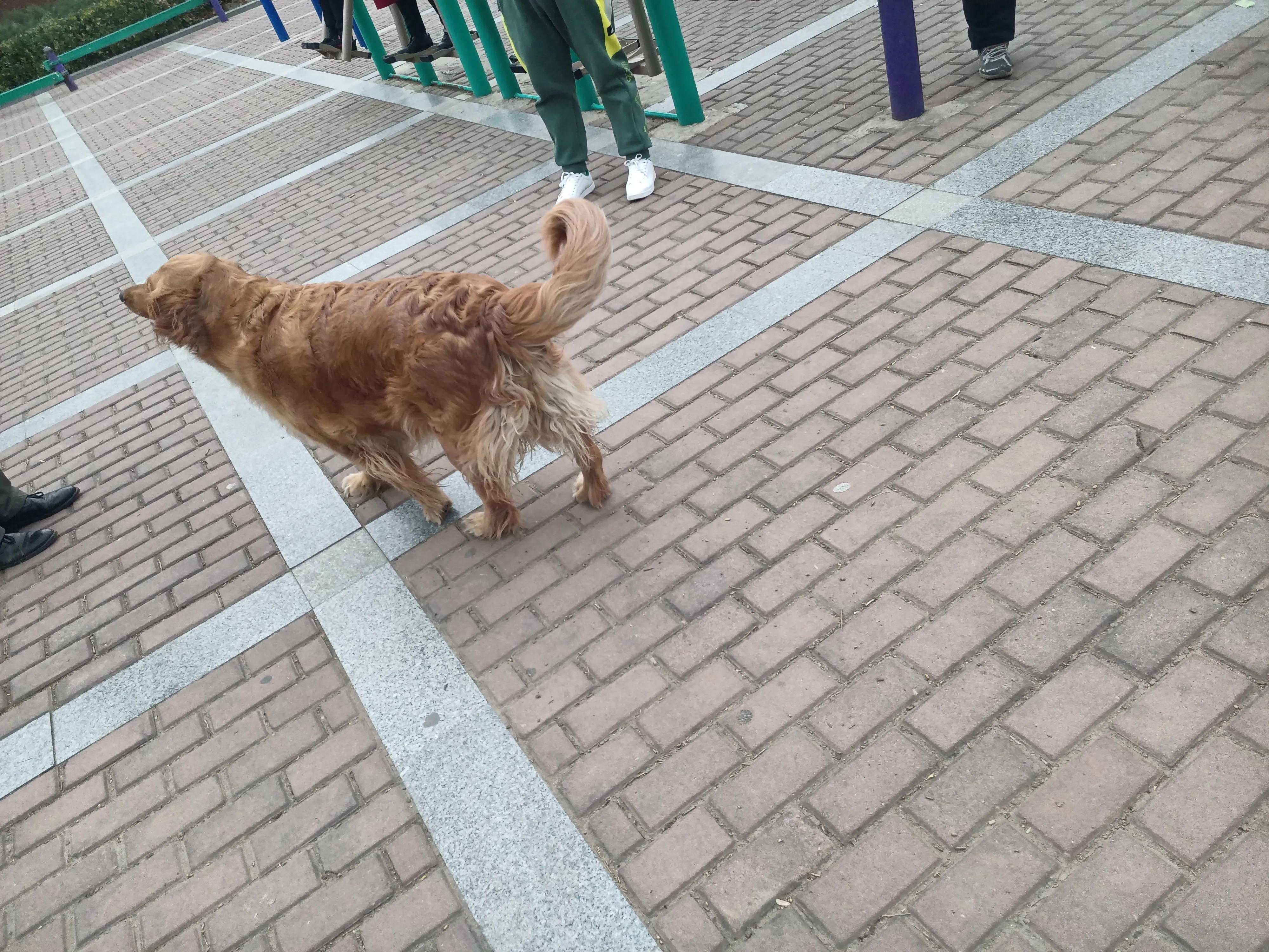 A dog breeder must be civilized, and a civilized person can raise a dog ...