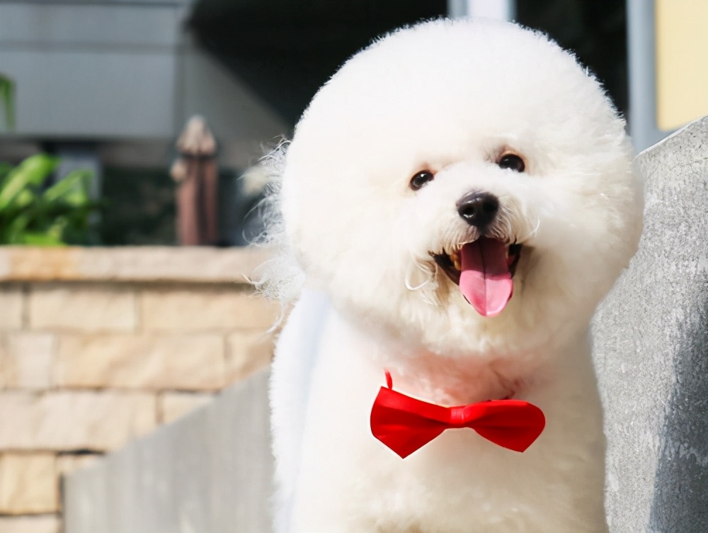 These 8 small dogs are very loyal, and no one who has raised them will ...