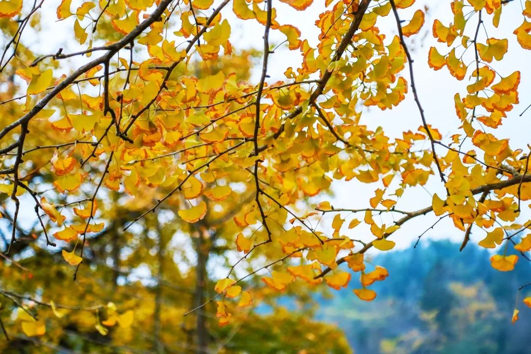 Autumn limited in northern Guangdong!More than 2,000 ginkgo trees are ...