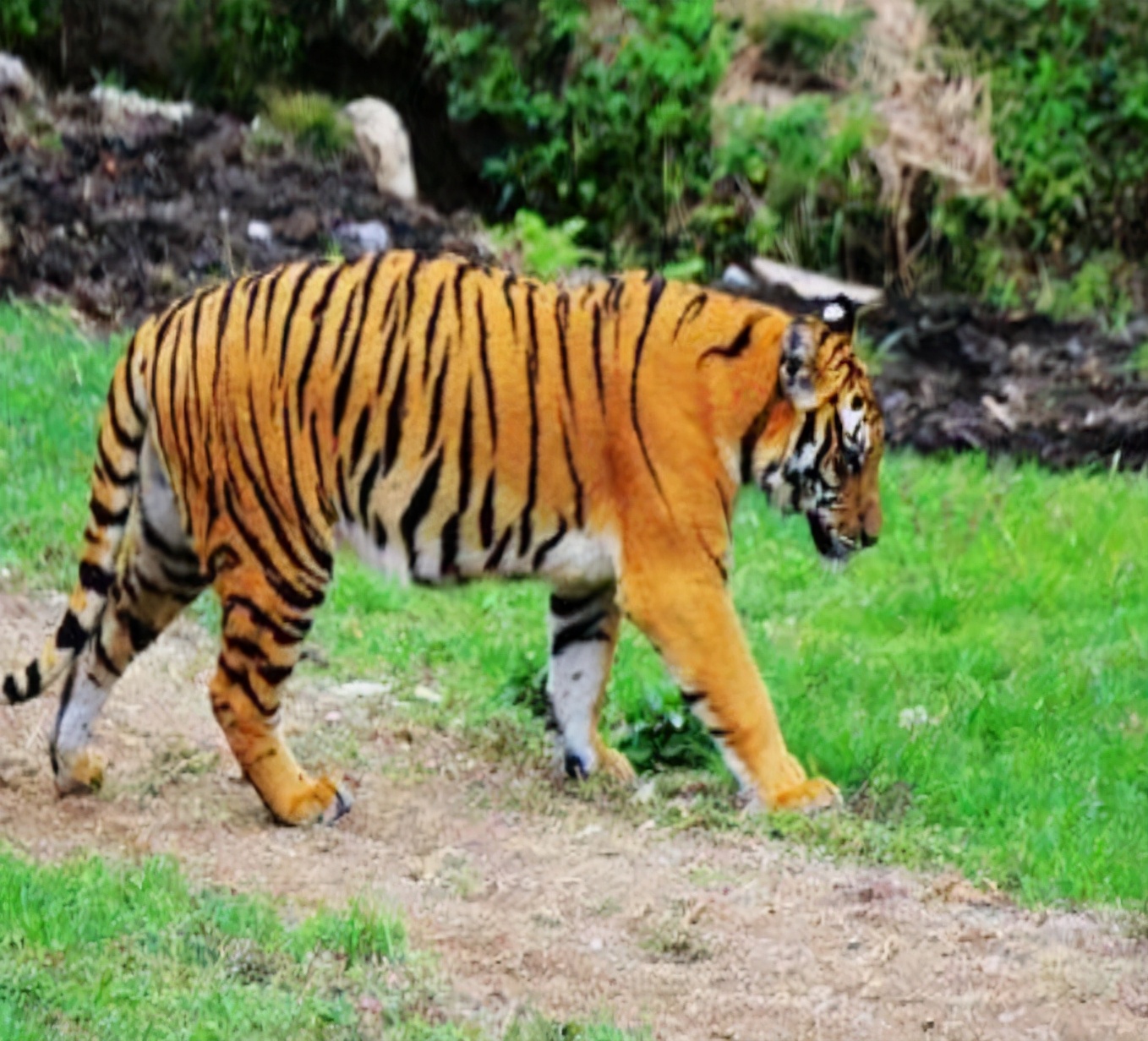 The South China tiger raised in Africa 17 years ago has been breeding ...