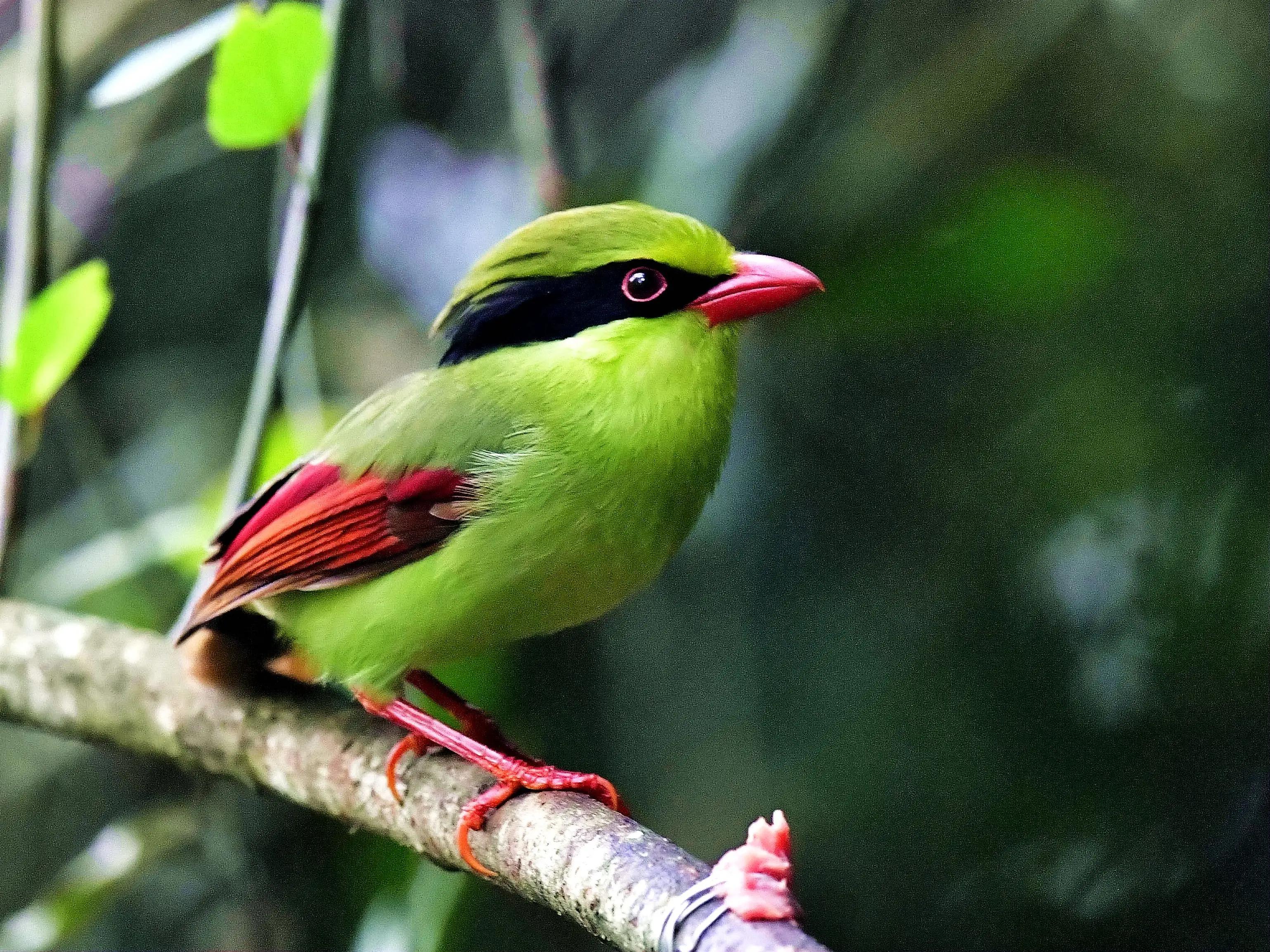 Indo-Chinese green magpie also called yellow-breasted green magpie - iNEWS