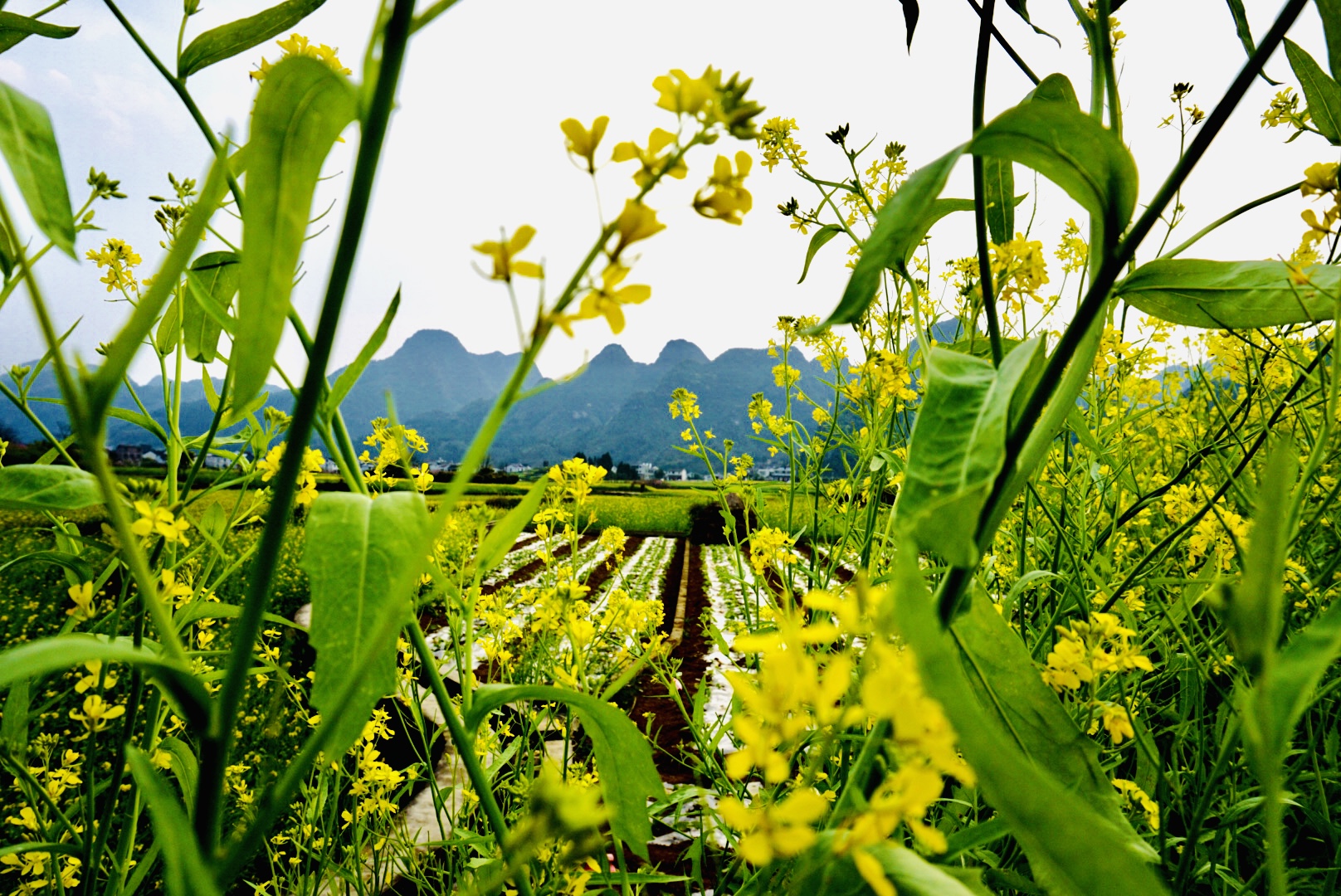 I said the issue of Tsing Wan Fenglin, it is not negative. - iNEWS