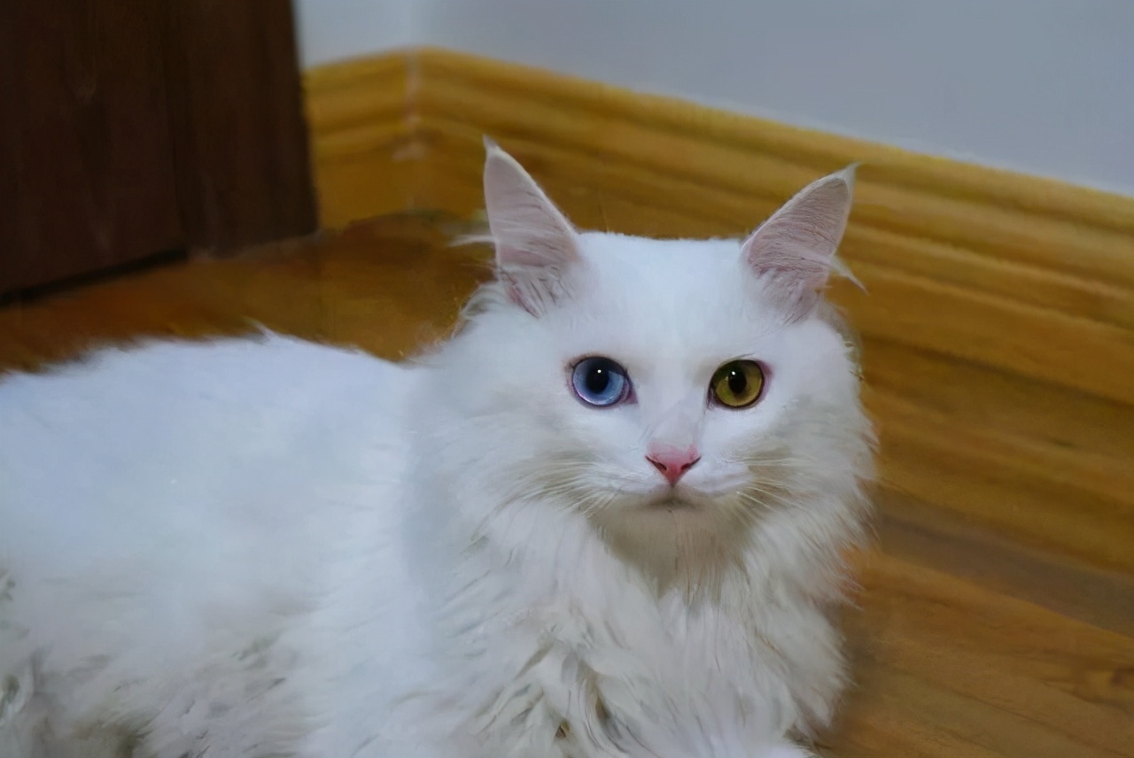 7 classic "Chinese Pastoral Cats", which one do you like best? - iNEWS