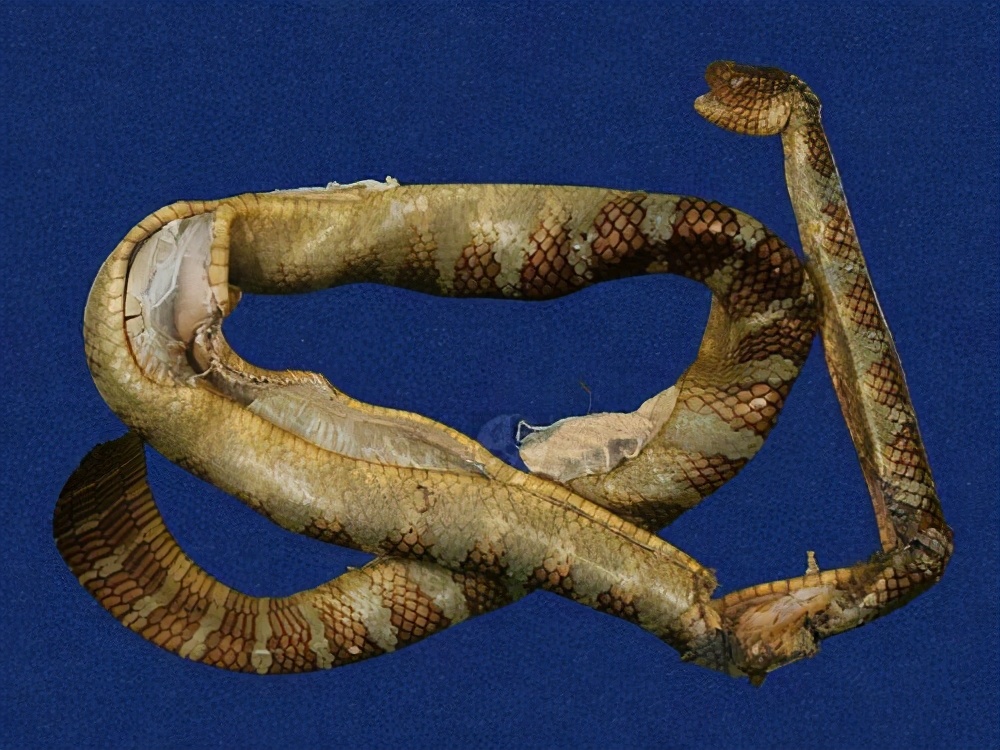 The highly venomous sea snake turned into a dried snake in the hands of ...
