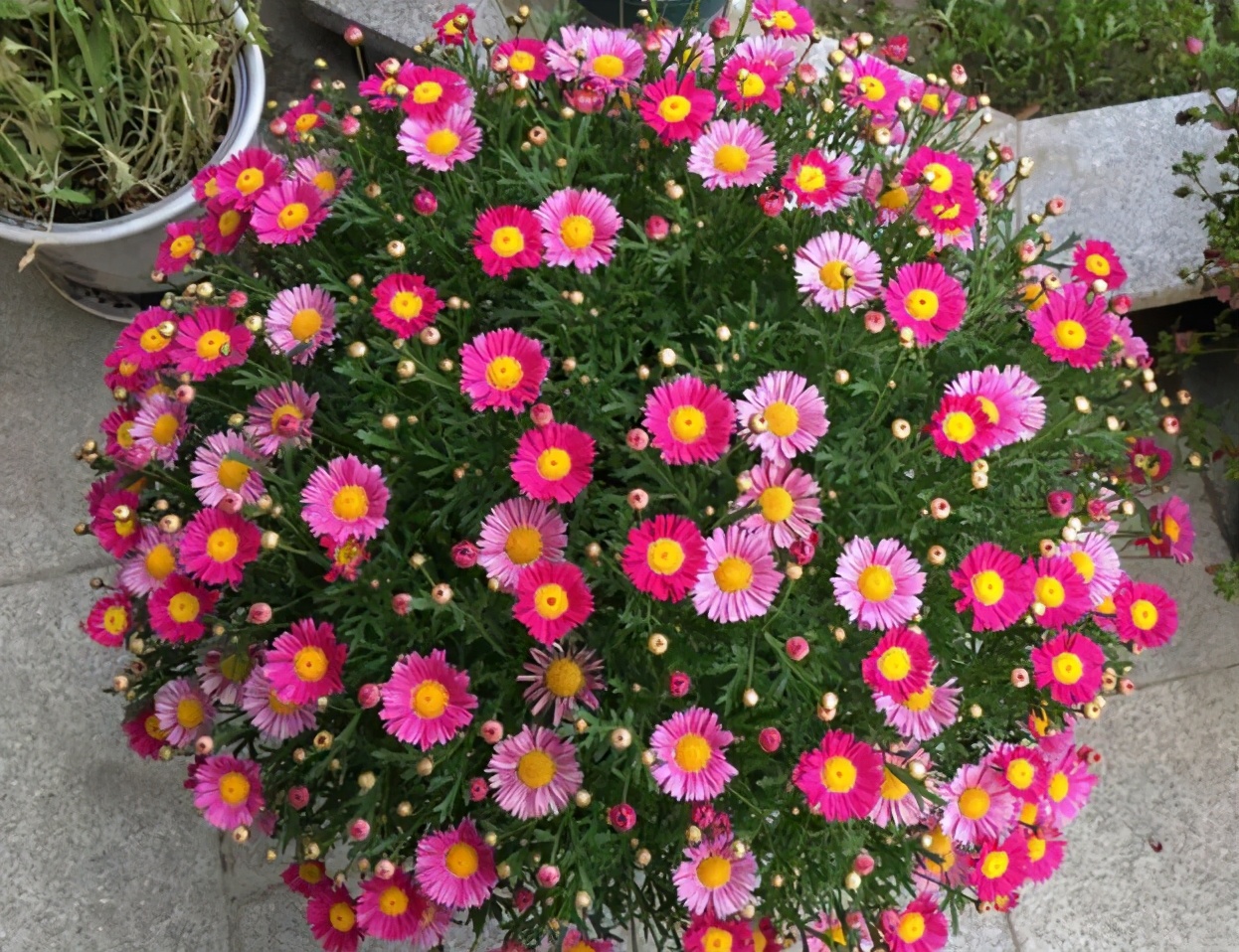 Visit the flower market in May and see eight kinds of flowers. Don't ...