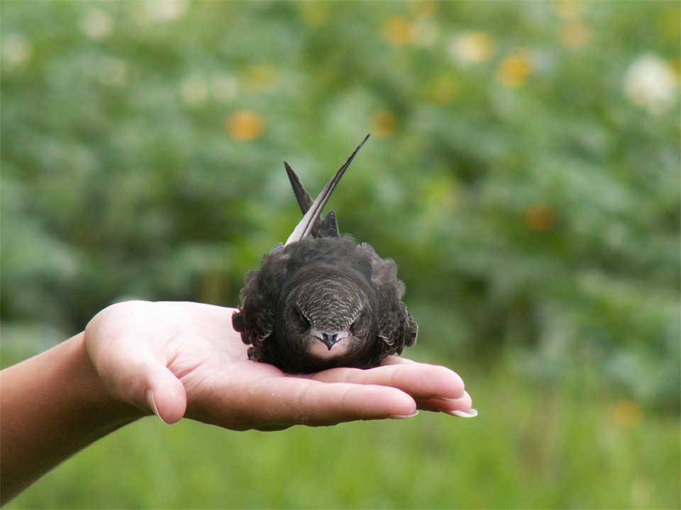 Fly the farthest to South Africa, how does the Chinese swallow fly to ...