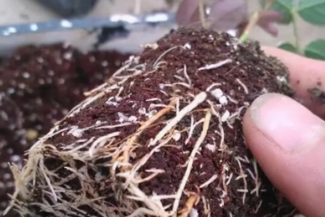 Don't buy rooting potion. Pick up some “it” on the side of the road ...