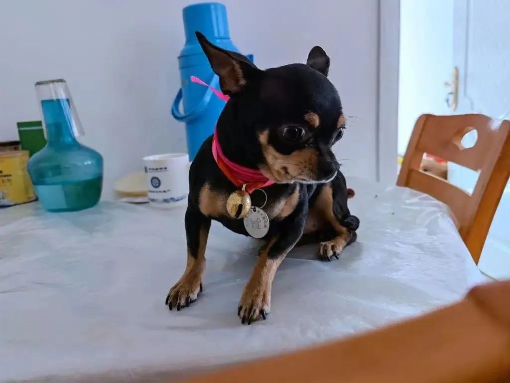 Civilized dog raising, I start by "petting"! - iNEWS