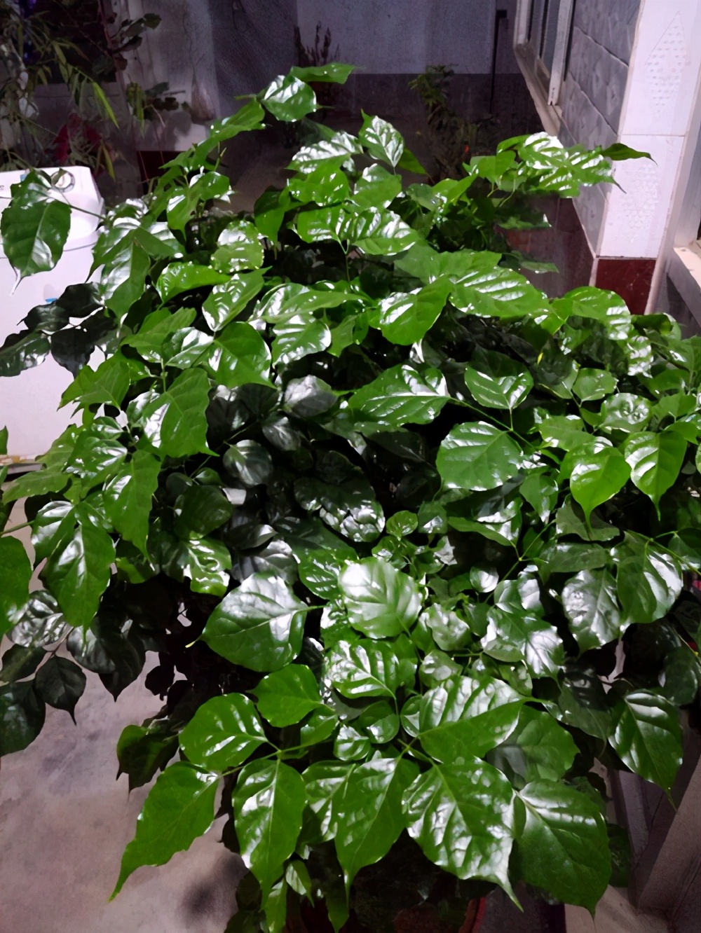 A tree of happiness that is green and full of people, do these points ...