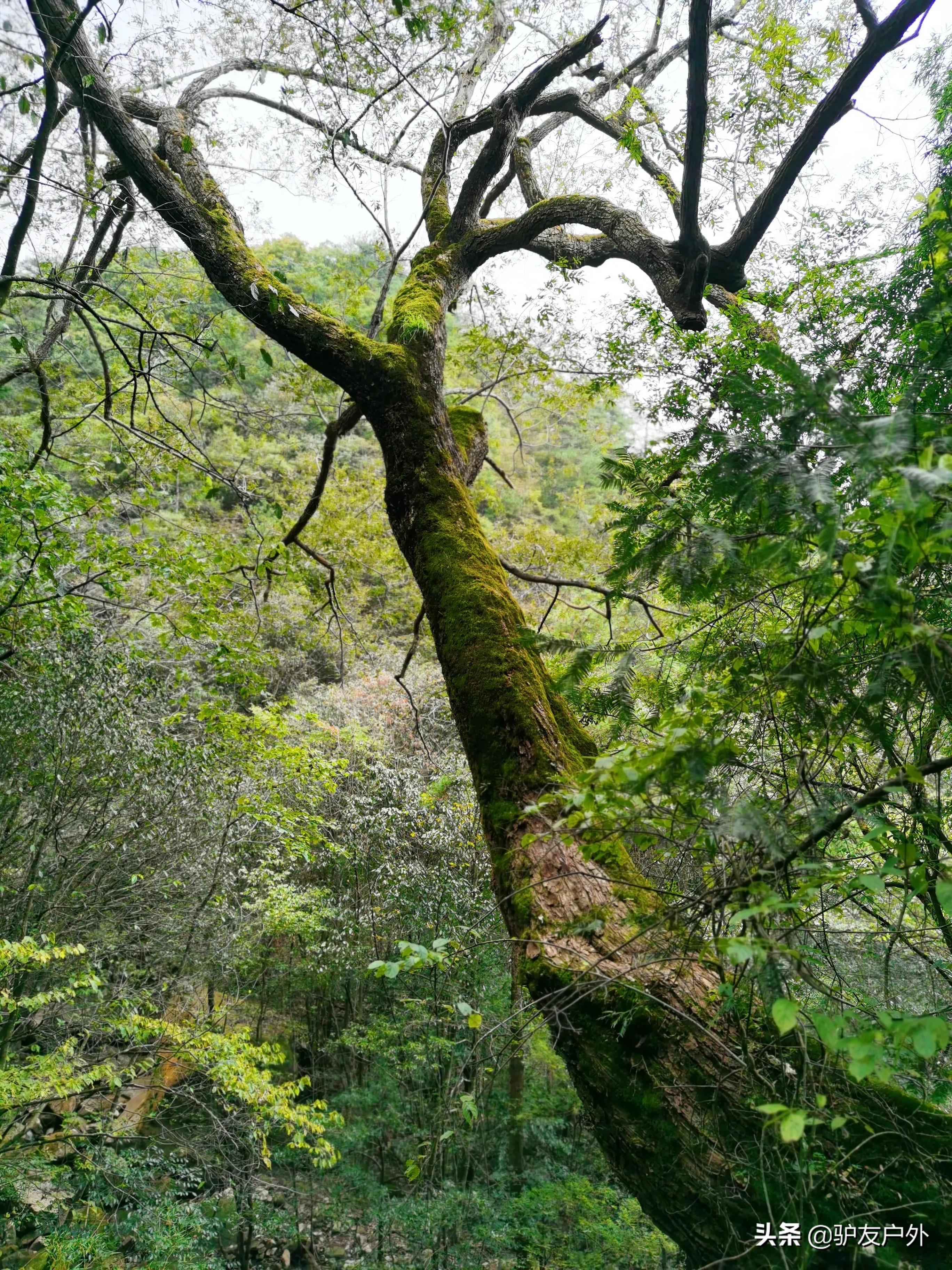 Hike the Baishaling Ancient Road in the back of Jiuhua Mountain, and ...