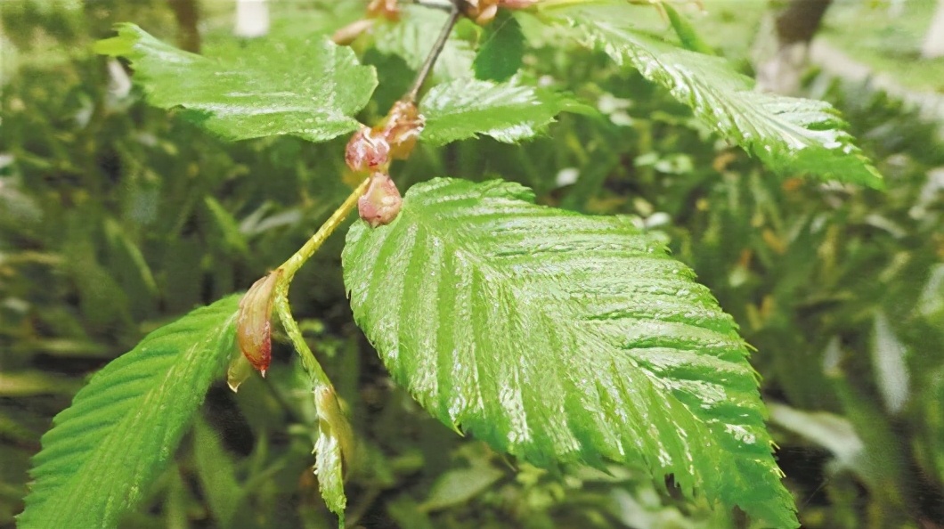 The lonely Earth's only son, Putuo Carpinus, was once a critically ...