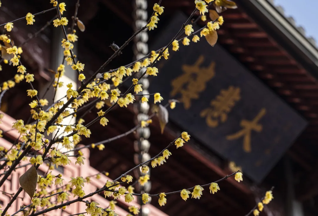 Master Yin Guang: The world cannot learn Tao Ji Zen Master drinking and ...