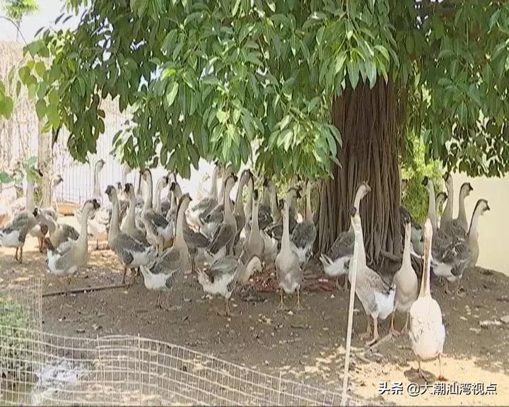 Take you to understand Sunan Braised Goose - iNEWS