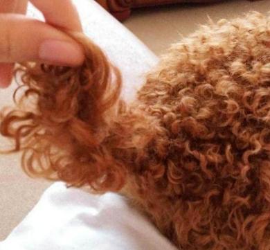 Do you know the 4 reasons for Teddy's "rough hair"? - iMedia