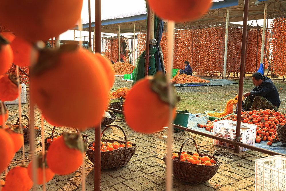 A glimpse of the golden persimmon and persimmon village - iNEWS