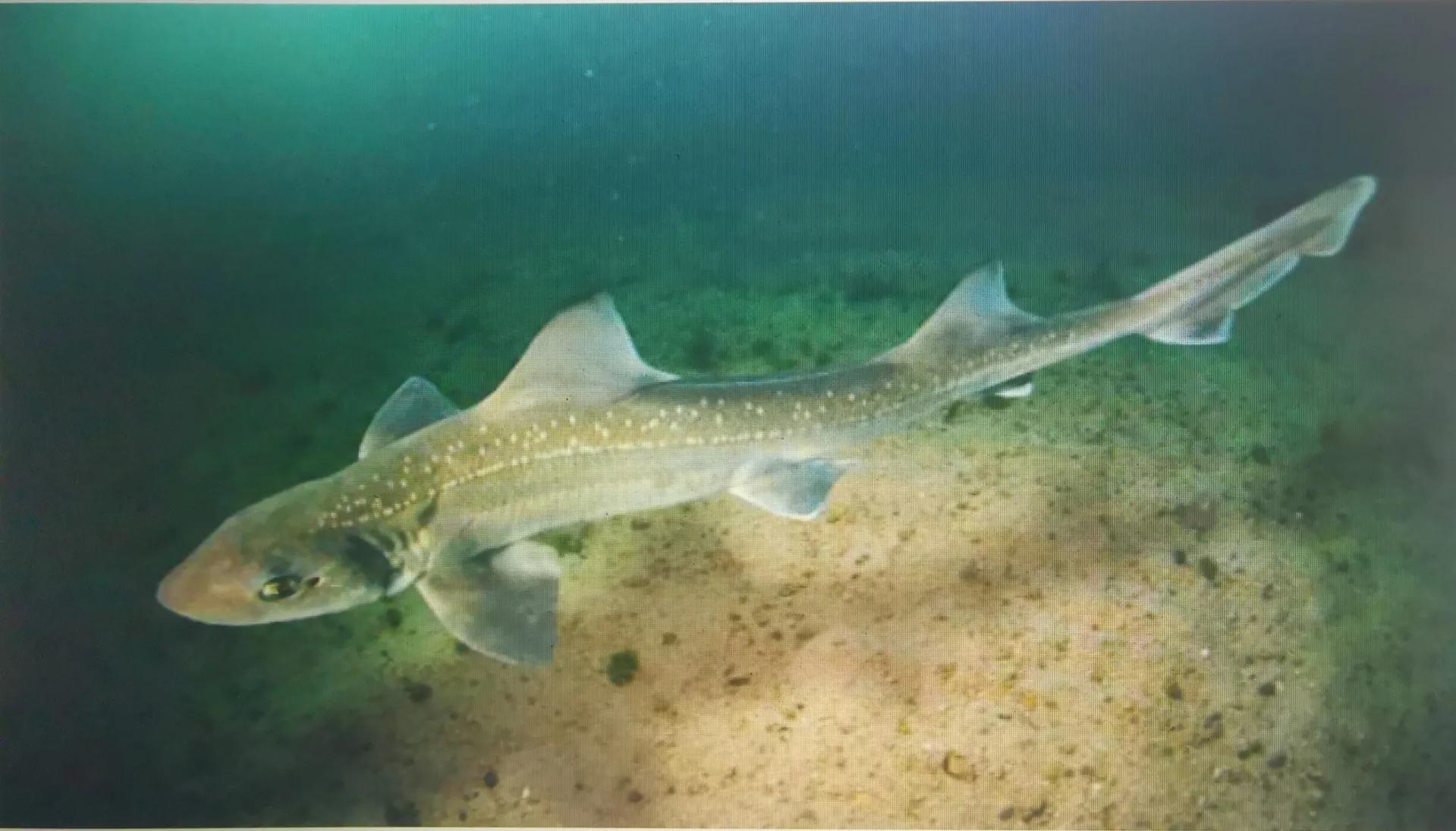 Poisonous sharks appear on the Thames in London - iNEWS