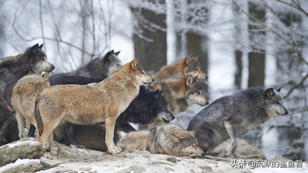 How do wolves become dogs? I have to talk about it from 1.8 million ...