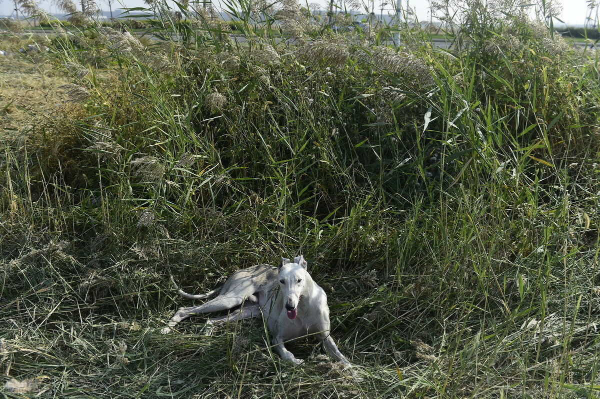 In the myth, Erlang sits down on the beast, and the ancient majestic ...