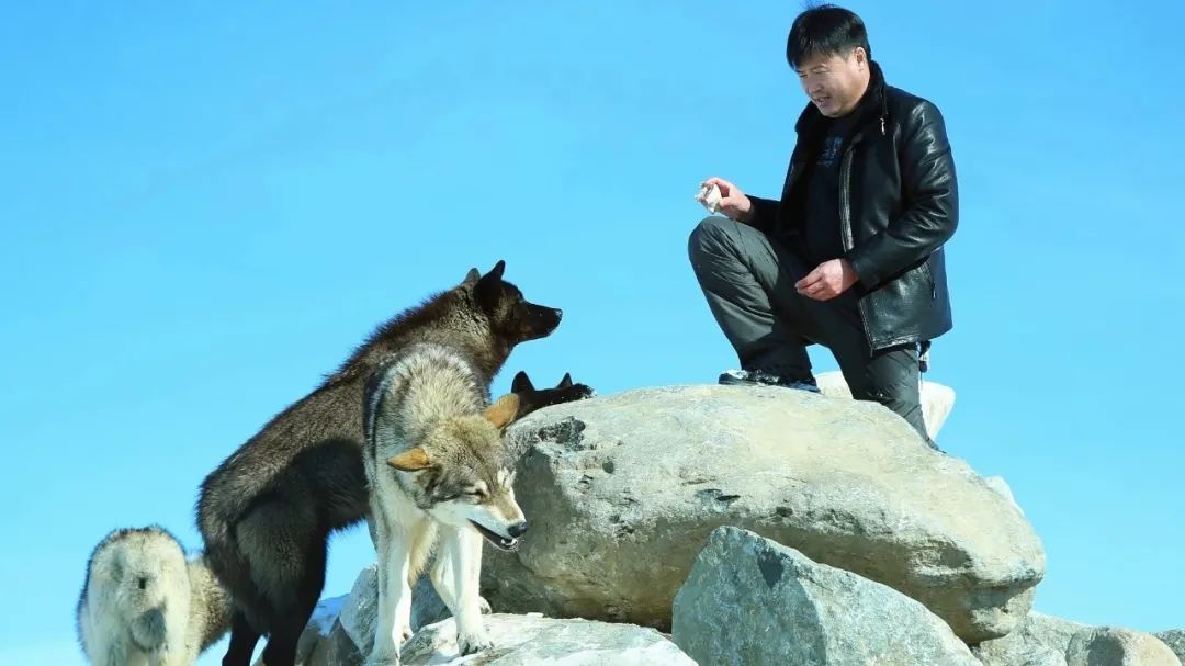 This is the real "Wolf King" - iNEWS