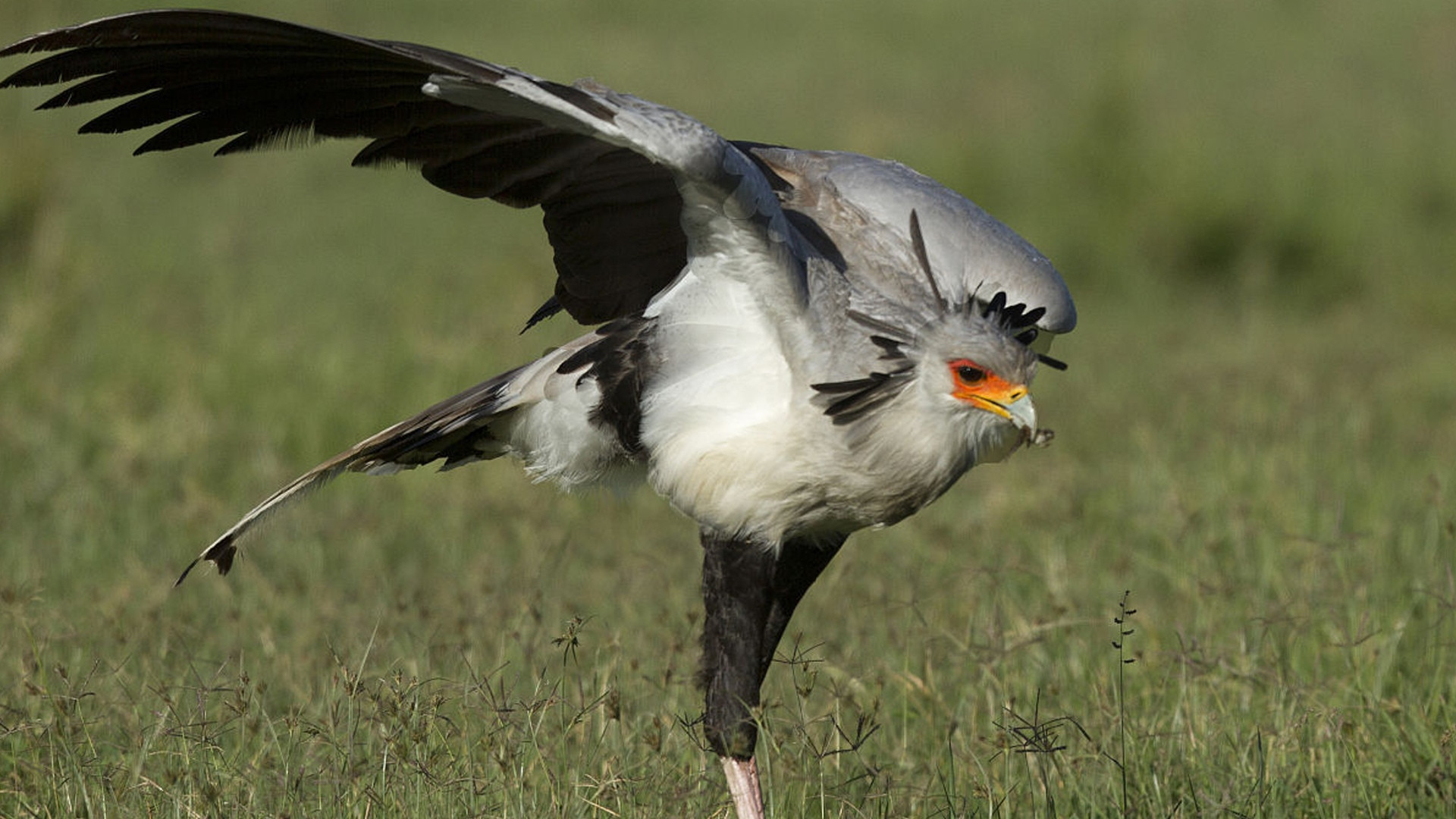The nemesis of the African venomous snake: Secretary Eagle dances the ...