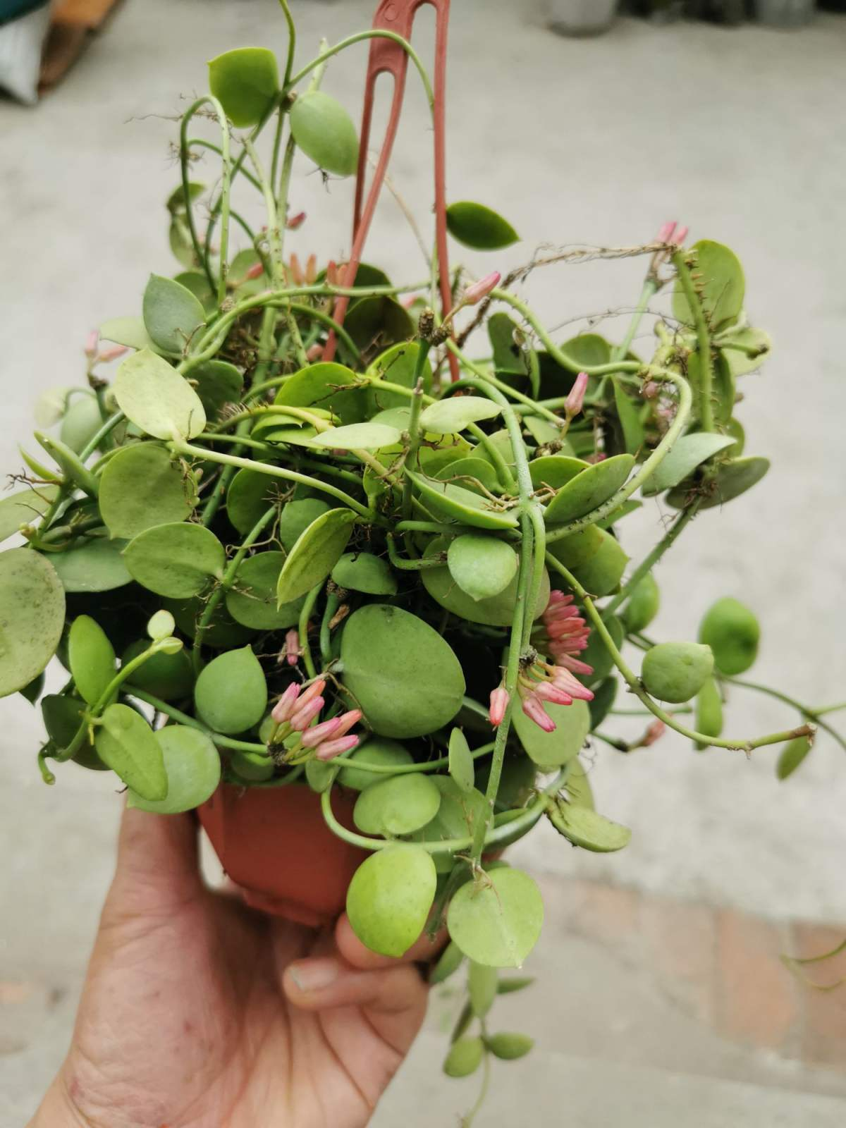 I keep a pot of "frog vine" at home, the leaves are a "little purse ...