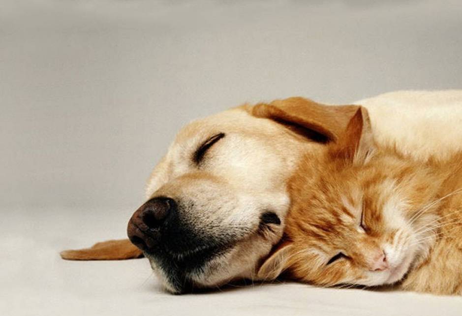 The dog is "disappointed" with the owner, it will do so - iMedia