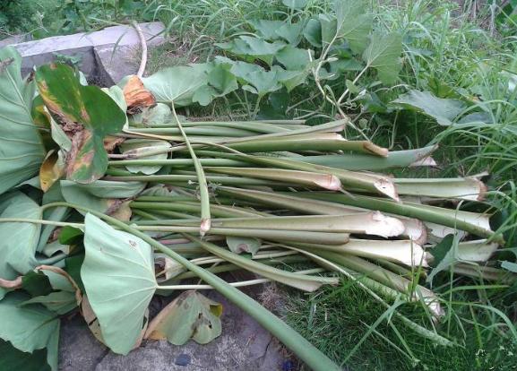 Taro Stem: It is numb and astringent and is often thrown away, but it ...