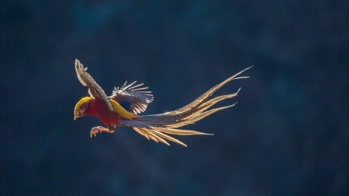 Who is the national bird?The crested ibis is at high risk, the English ...