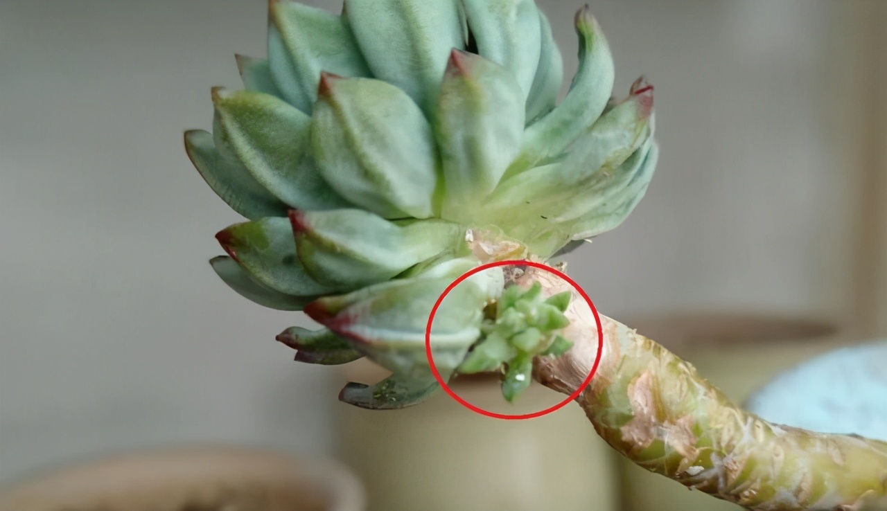 Succulents are infected with scale insects, try these three treatments ...
