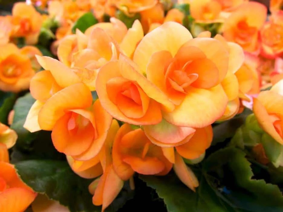 Rieger Begonia is cured by the soaking method, which can avoid rotten ...