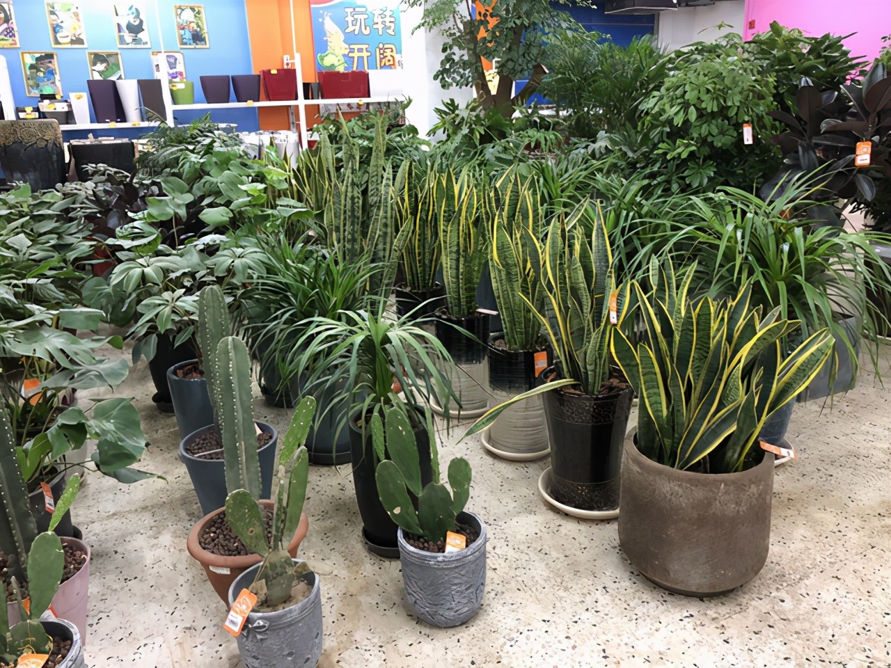 Tiger Piran grows poorly, leave some water in these "three positions ...