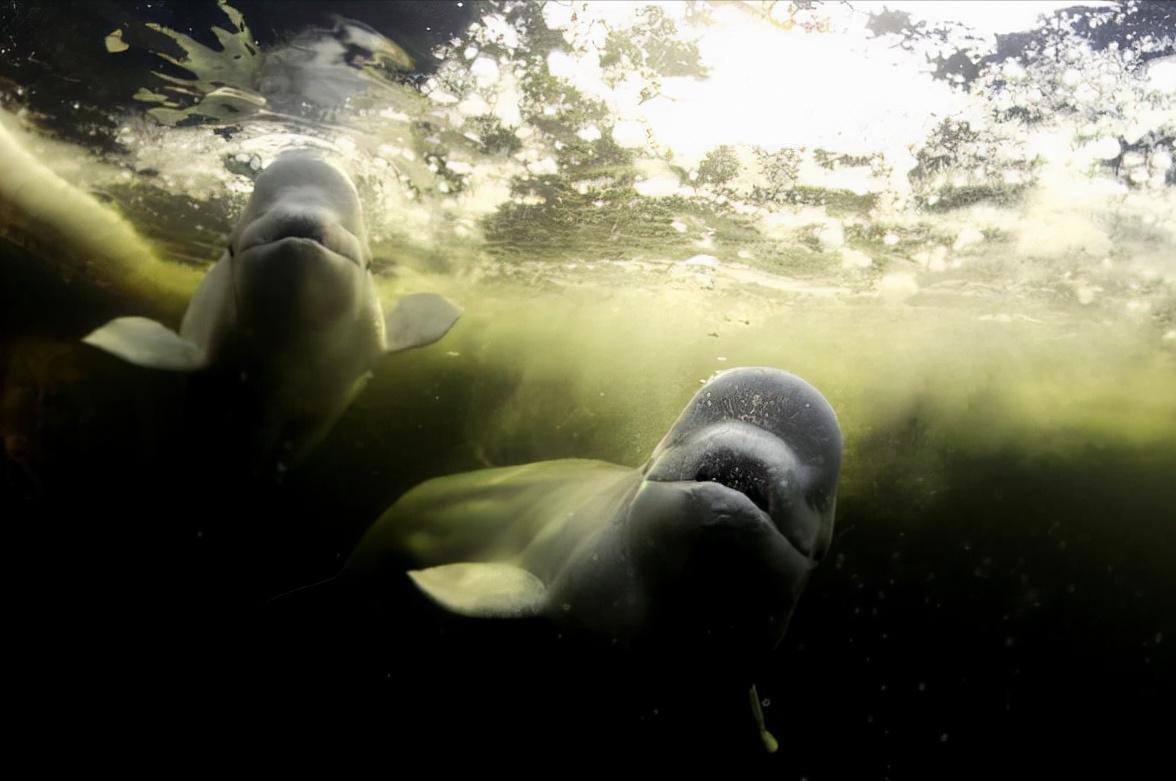 What is "ghost"?How do people meet?Talk about its 4 evolutions in ...