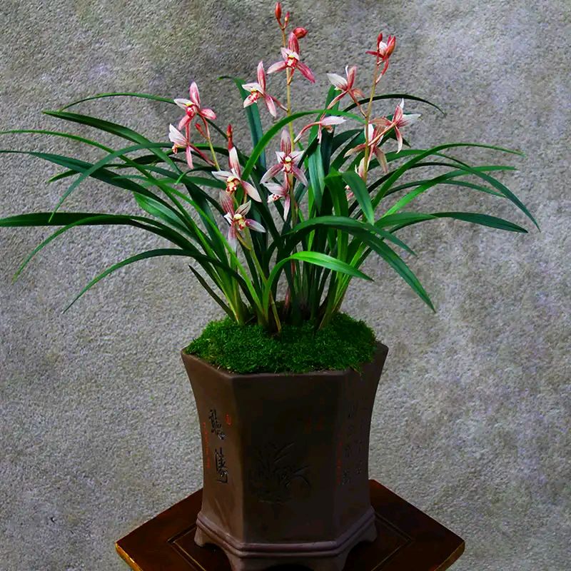 "18 kinds" of orchids with frequent flowers and seedlings, inexpensive ...