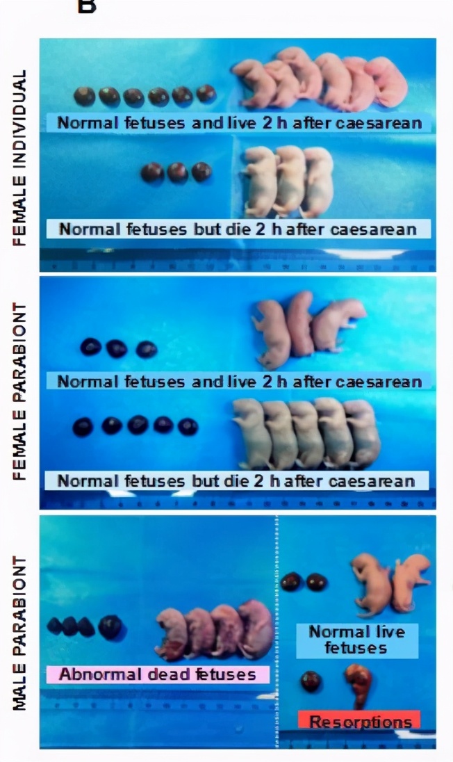 For the first time in the world!Chinese scientists successfully ...