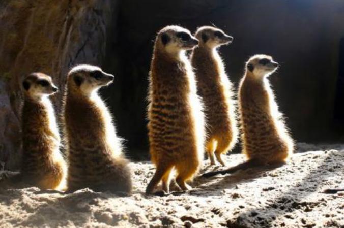 What is the yellow weasel called "Huang Taixian" like? - iNEWS