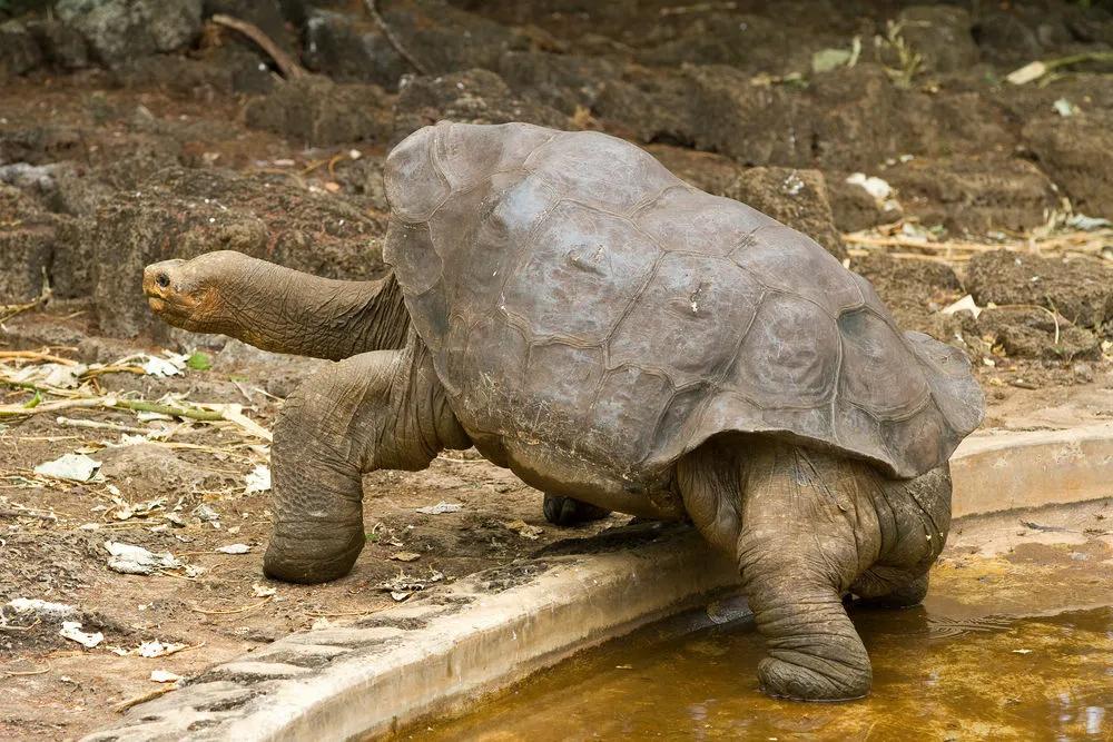 Known as the rarest animal: "Lonely George".Top Ten Animal Cold ...