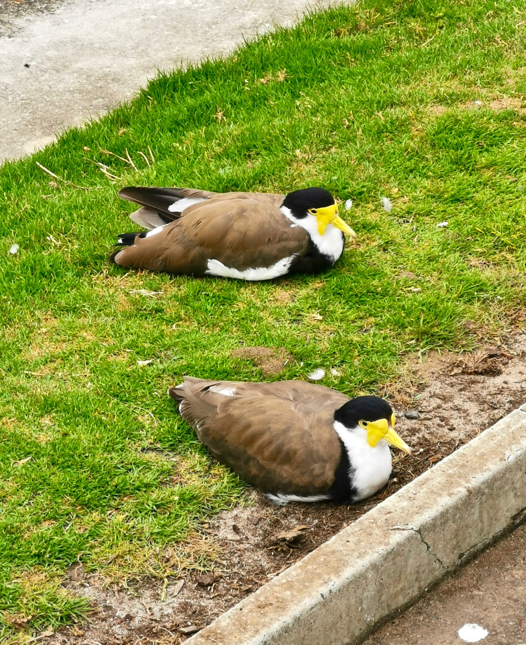 Australian durian bird with super distinctive looks - iNEWS