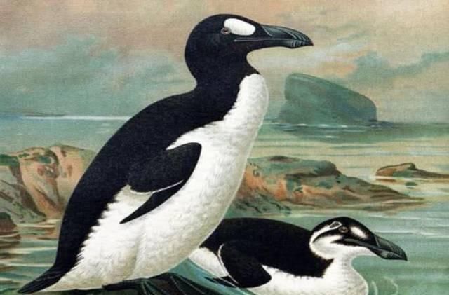 Arctic great auks are more like penguins than penguins. Why do they ...