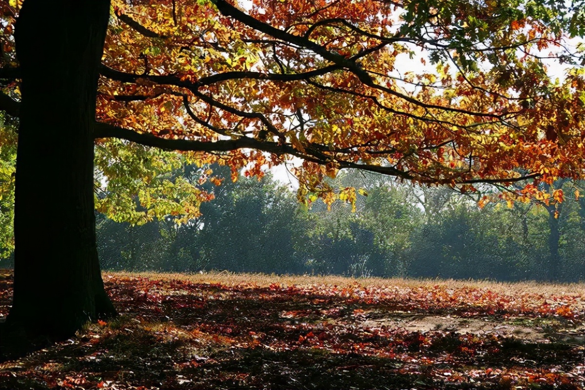 How to pick up chestnuts & hazelnuts in London?This article teaches you ...