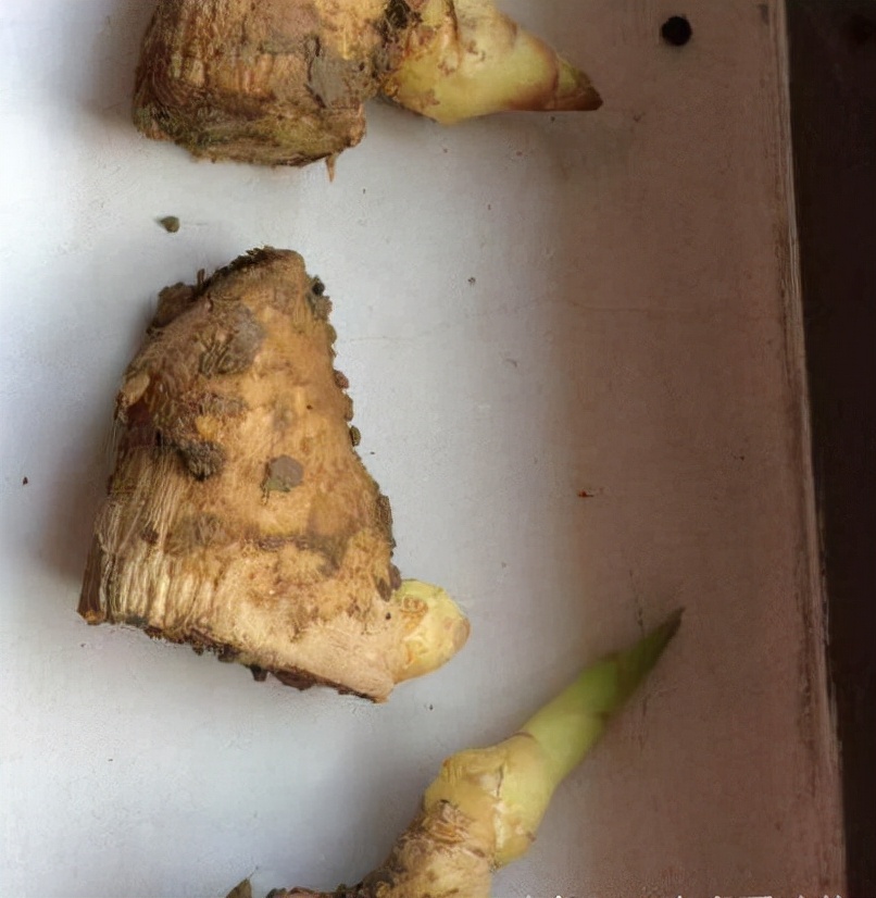 If you want to grow "potted ginger" on the balcony, you only need a ...