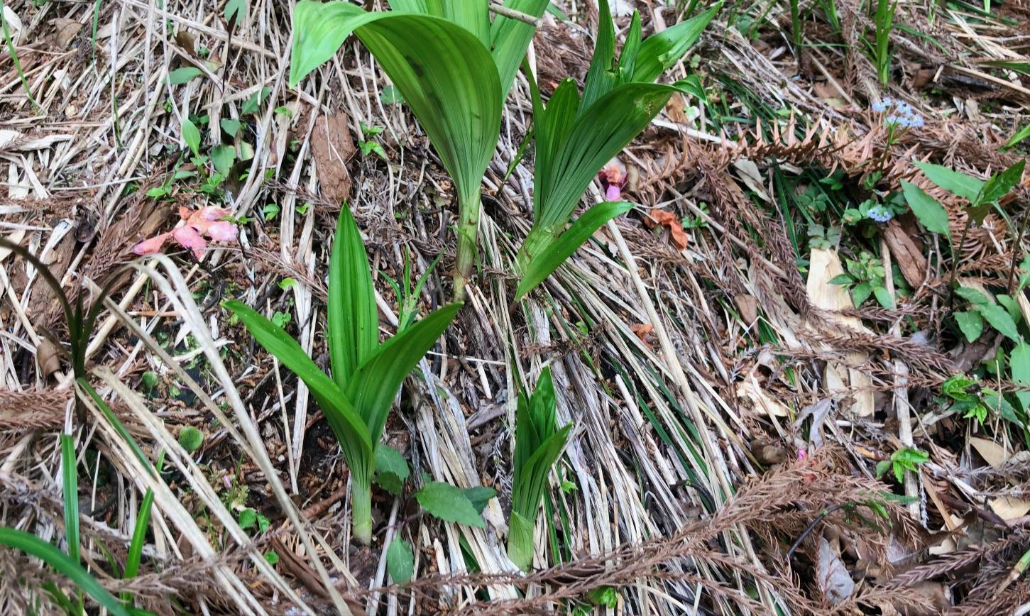 The roots and stems of this plant in rural mountains can be used as ...