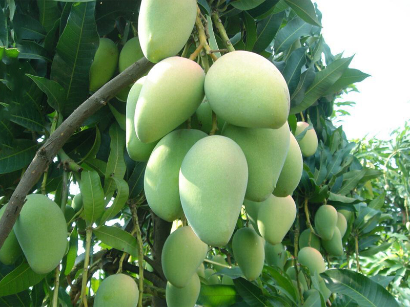 Inventory of the three major mango homes in China, where do you like to ...