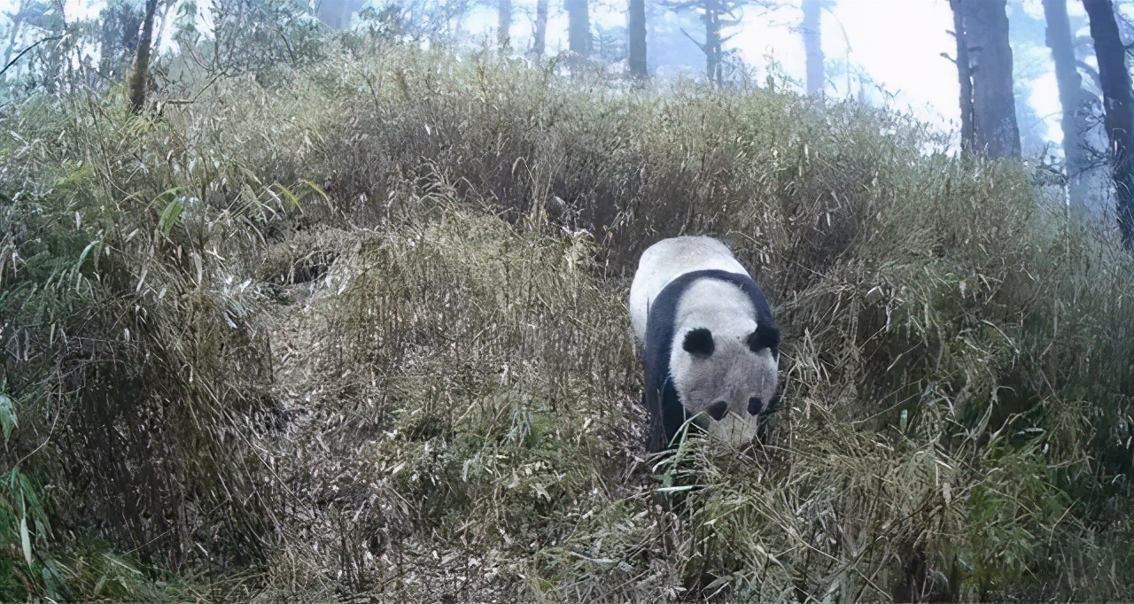 Wild protection infrared capture camera: bring you 0-distance contact ...