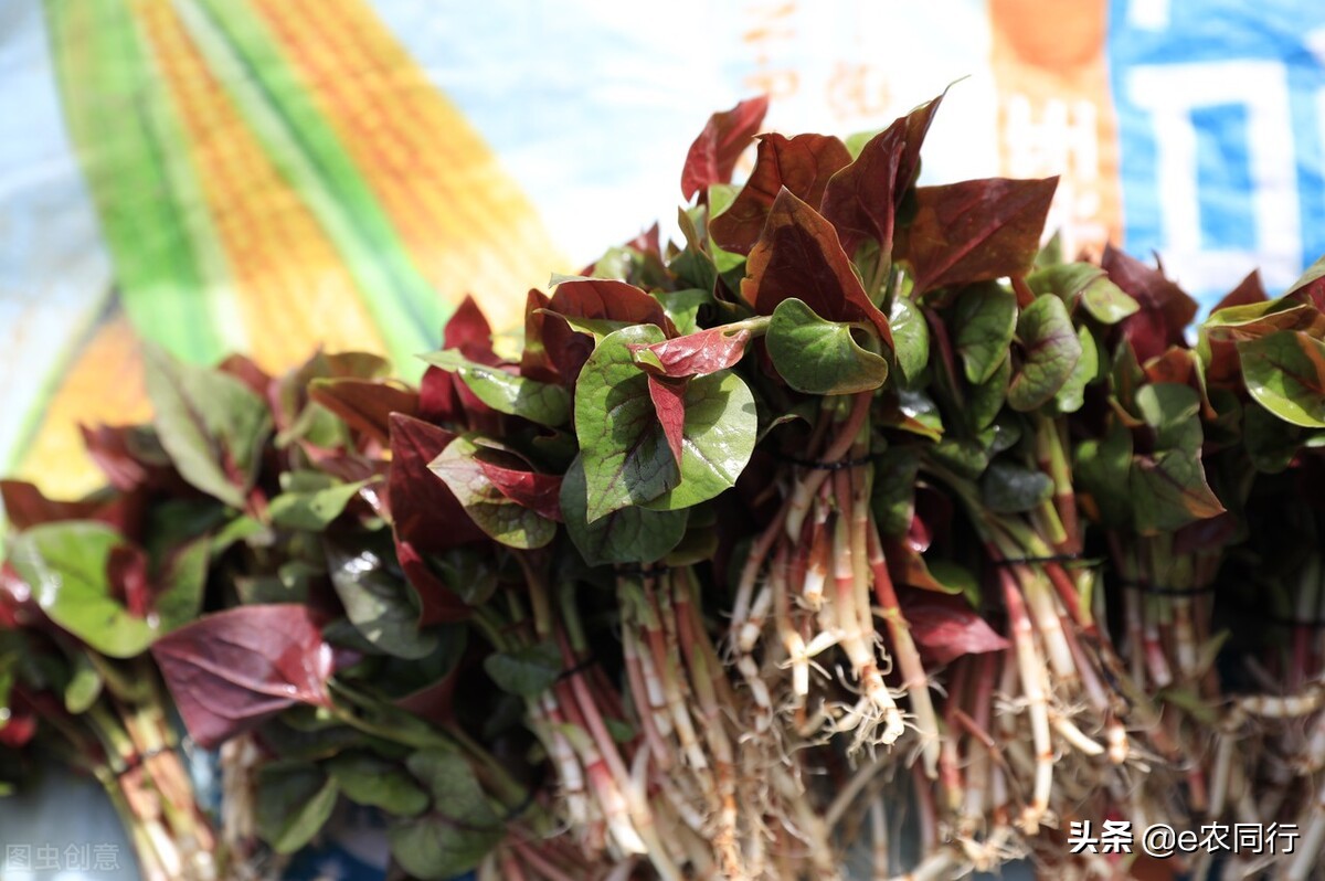 Zhe Ergen: Why do you like it and hate it at two extremes - iMedia